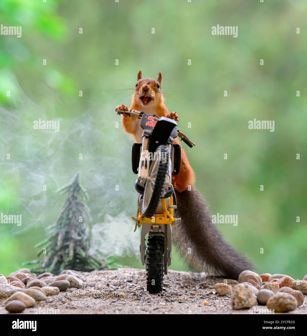 Red Squirrel sitting on a motor bike with open mouth Stock Photo - Alamy