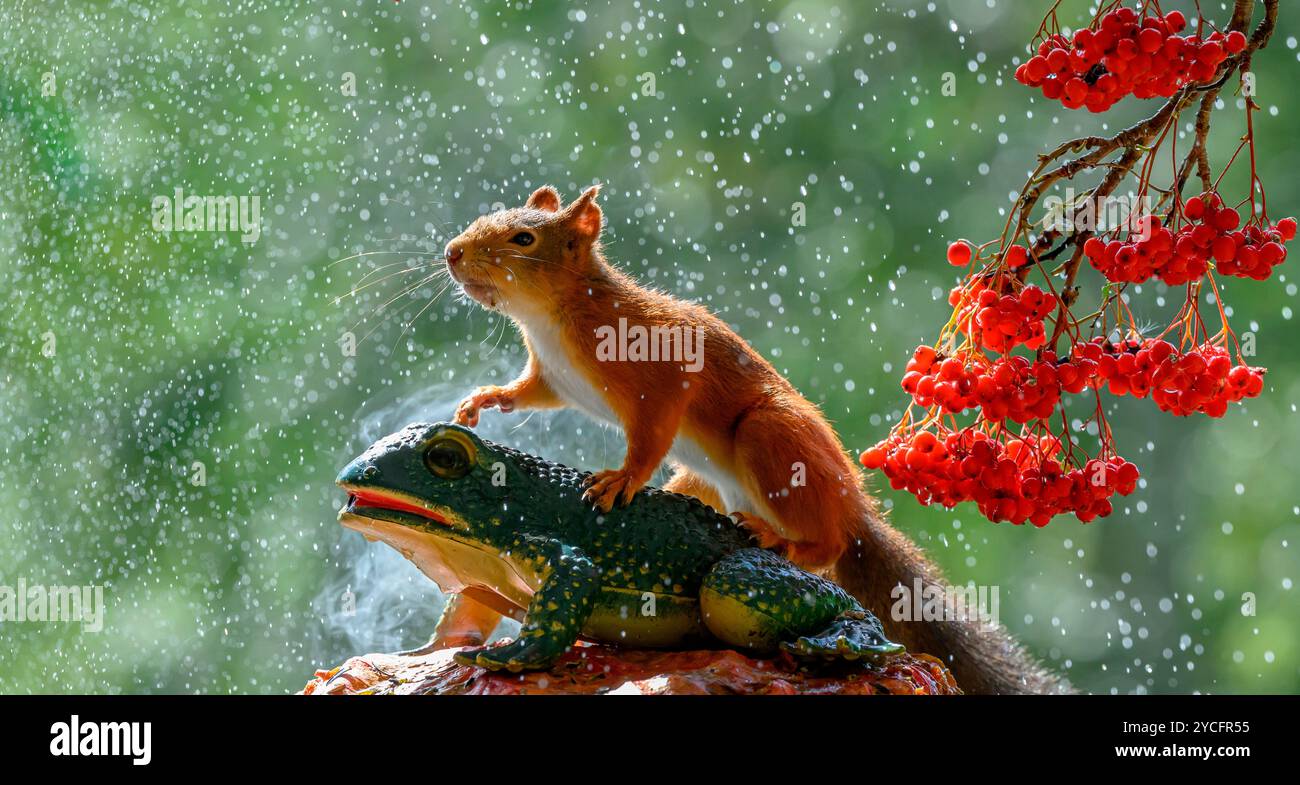 Red Squirrel riding on a frog in the rain Stock Photo - Alamy