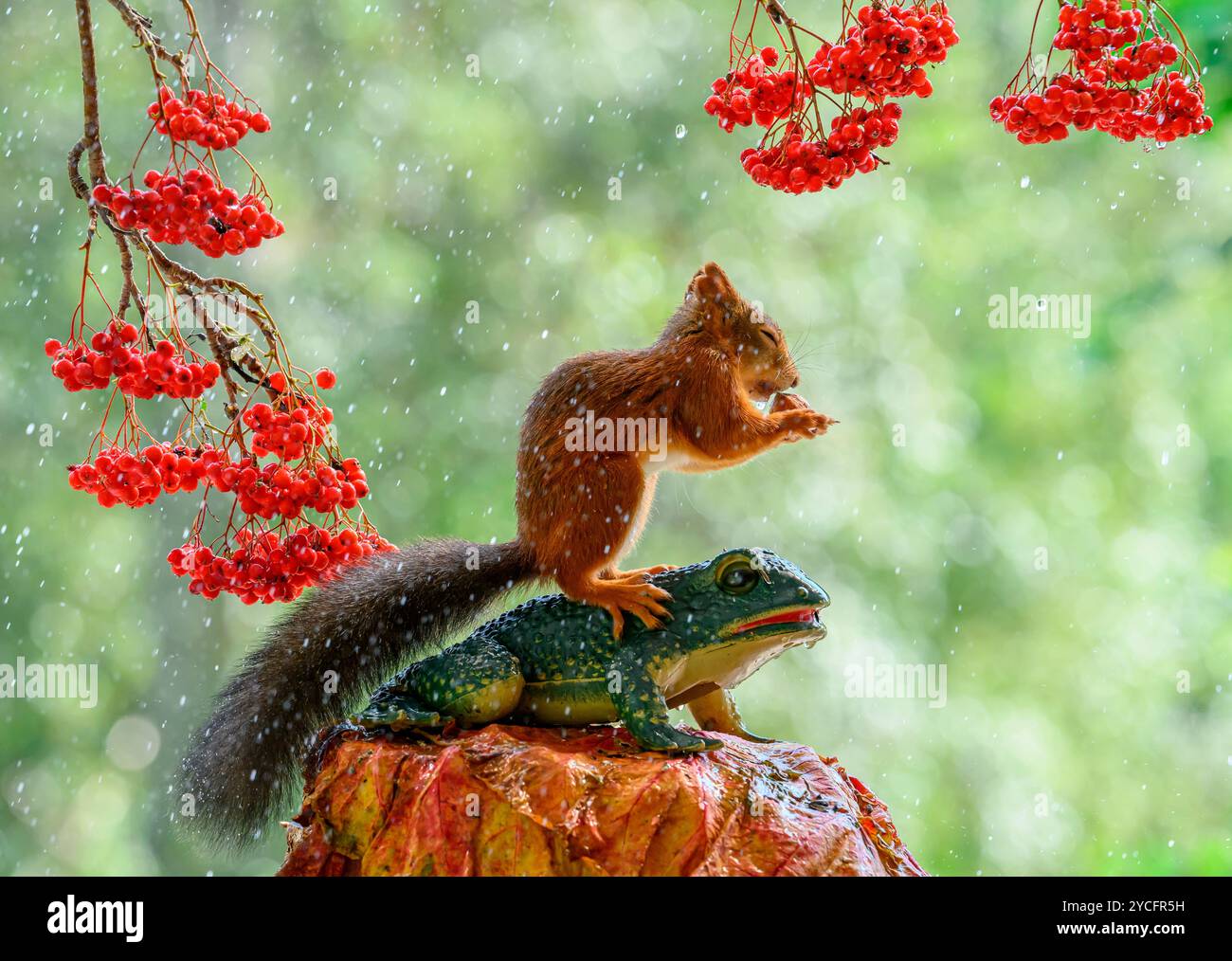 Red Squirrel riding on a frog in the rain Stock Photo - Alamy