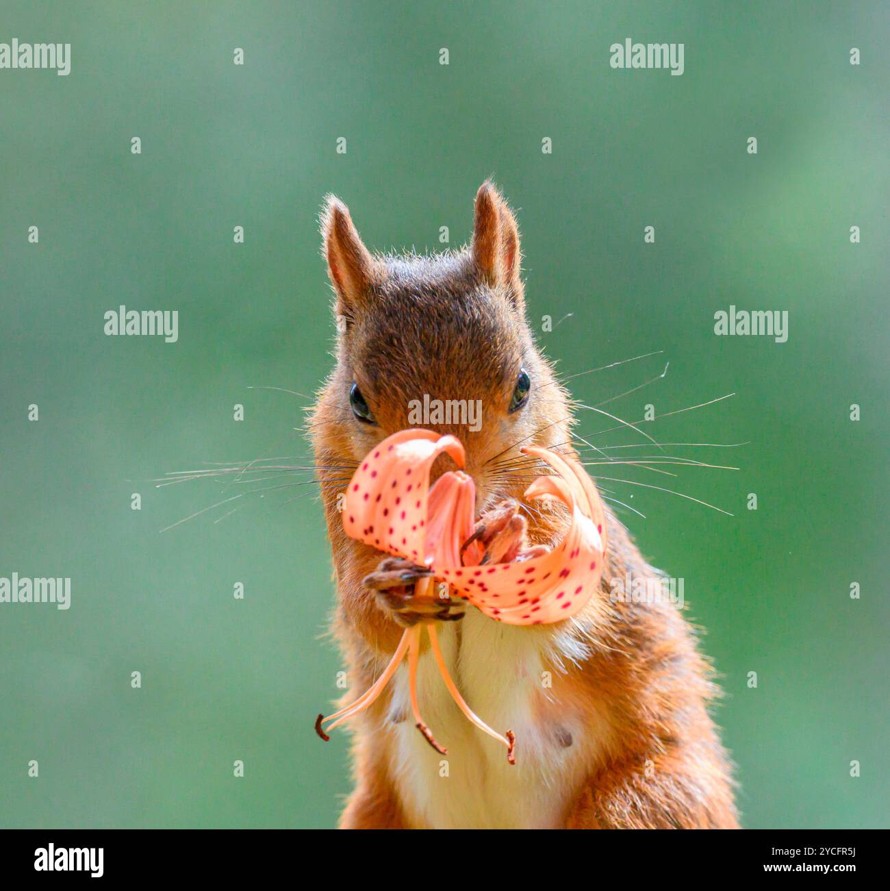 Red Squirrel with tiger lily flower Stock Photo - Alamy