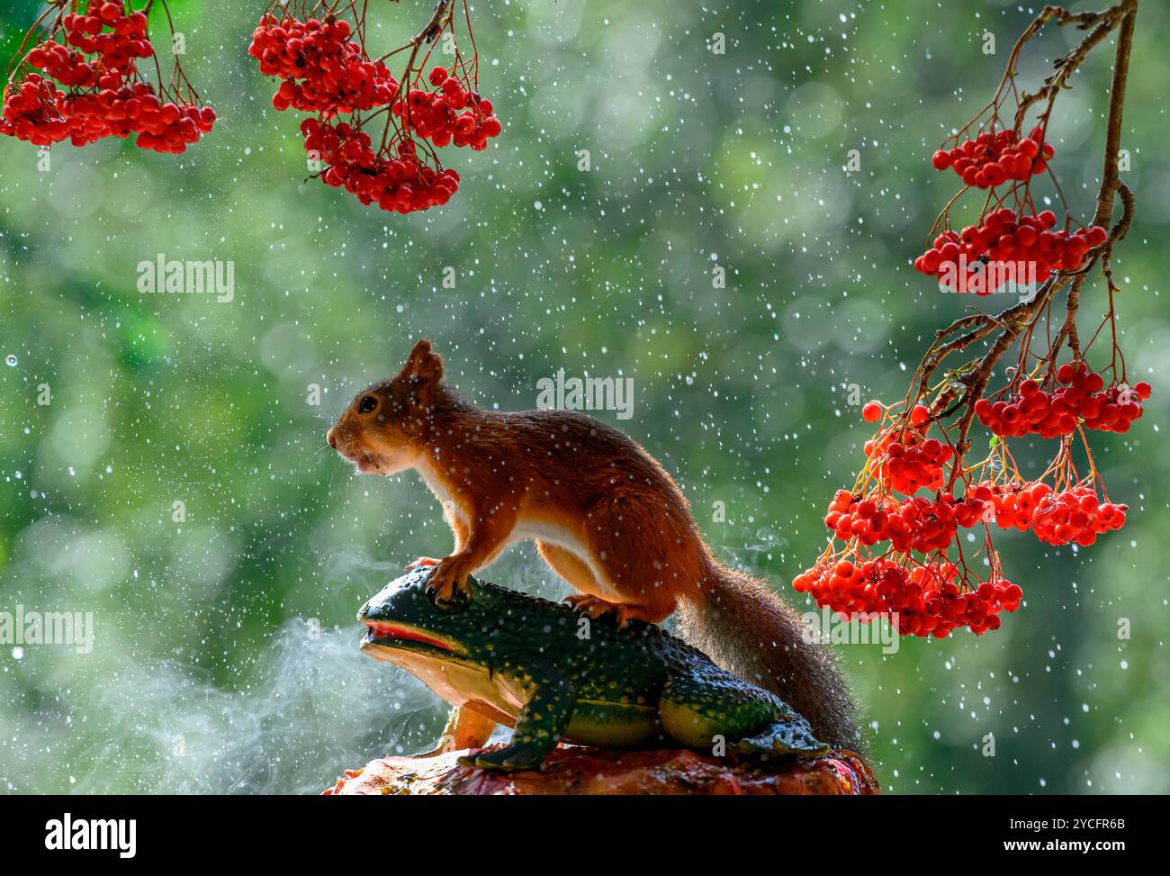 Red Squirrel riding on a frog in the rain Stock Photo - Alamy