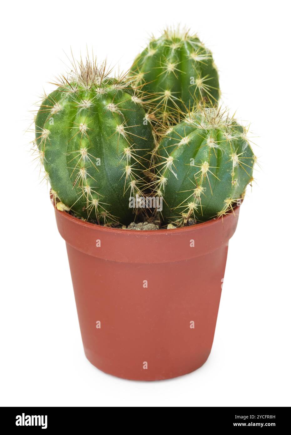 Family with several Cut Out Stock Images & Pictures - Alamy