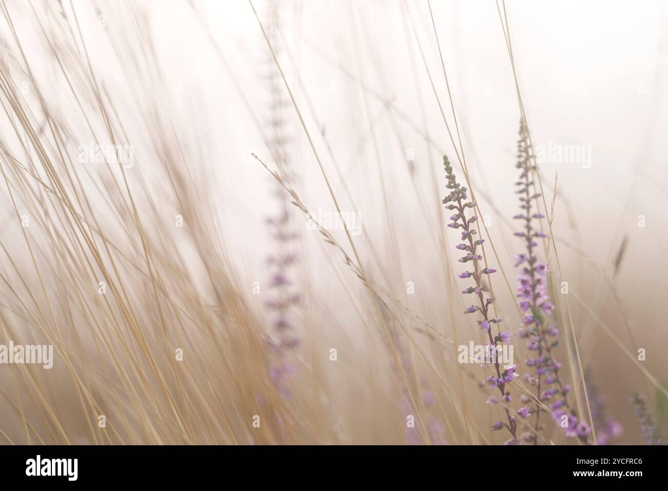Flowers of heather (Calluna vulgaris) and light-colored grasses ...