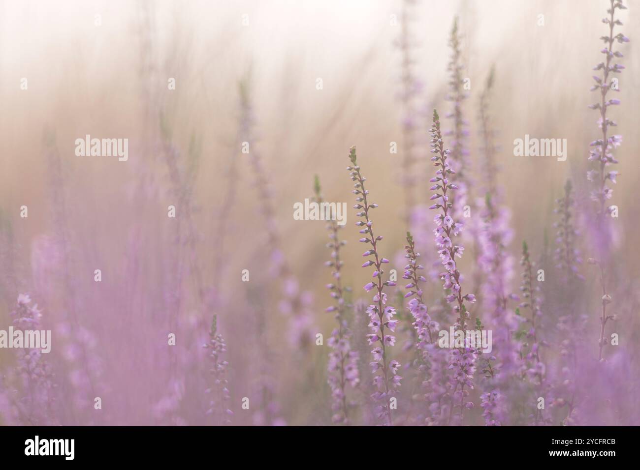 Blossoms of the heather (Calluna vulgaris), Lüneburg Heath Nature Park ...