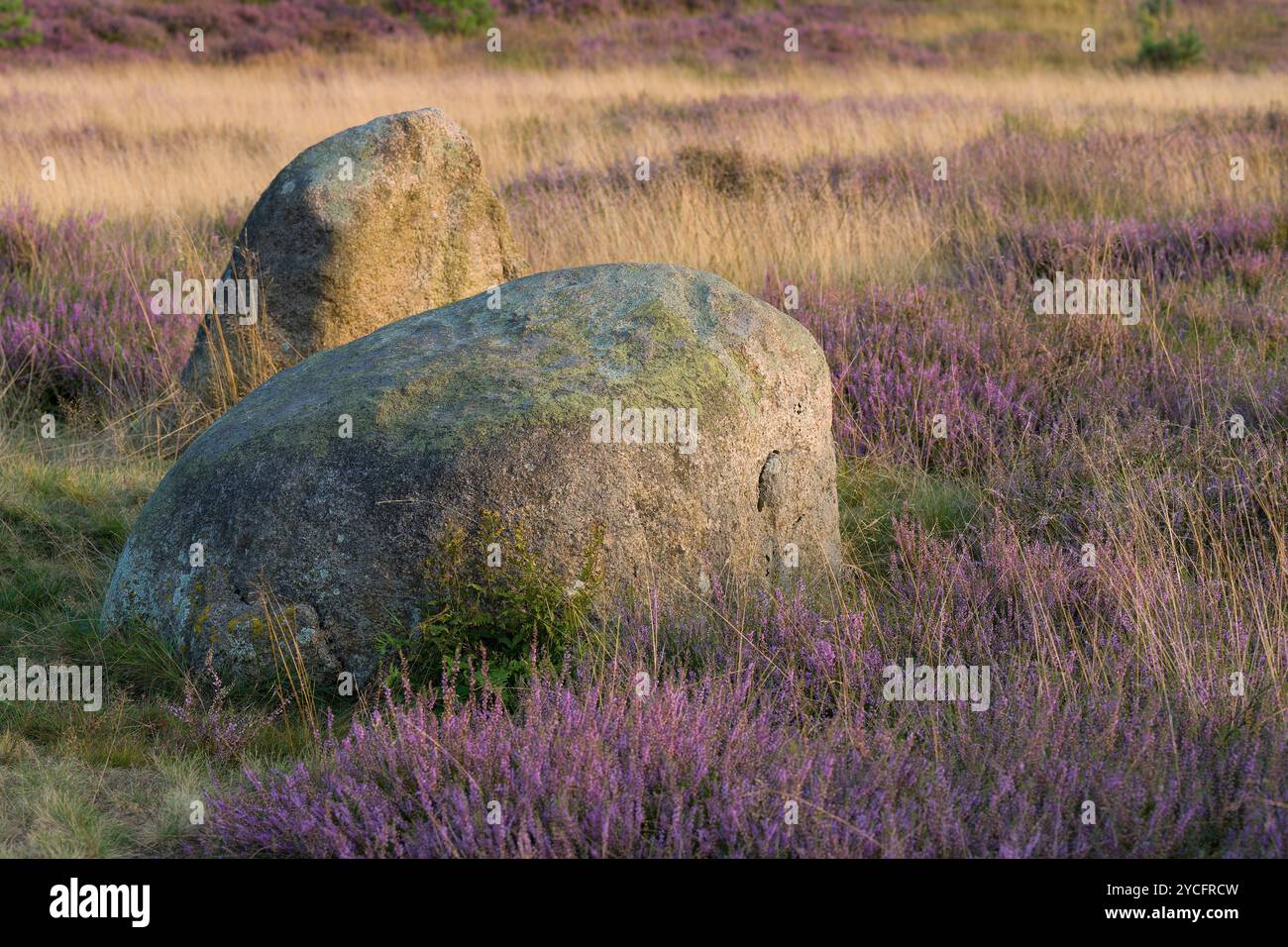 Evening mood in the heath near Niederhaverbeck, two erratic blocks ...