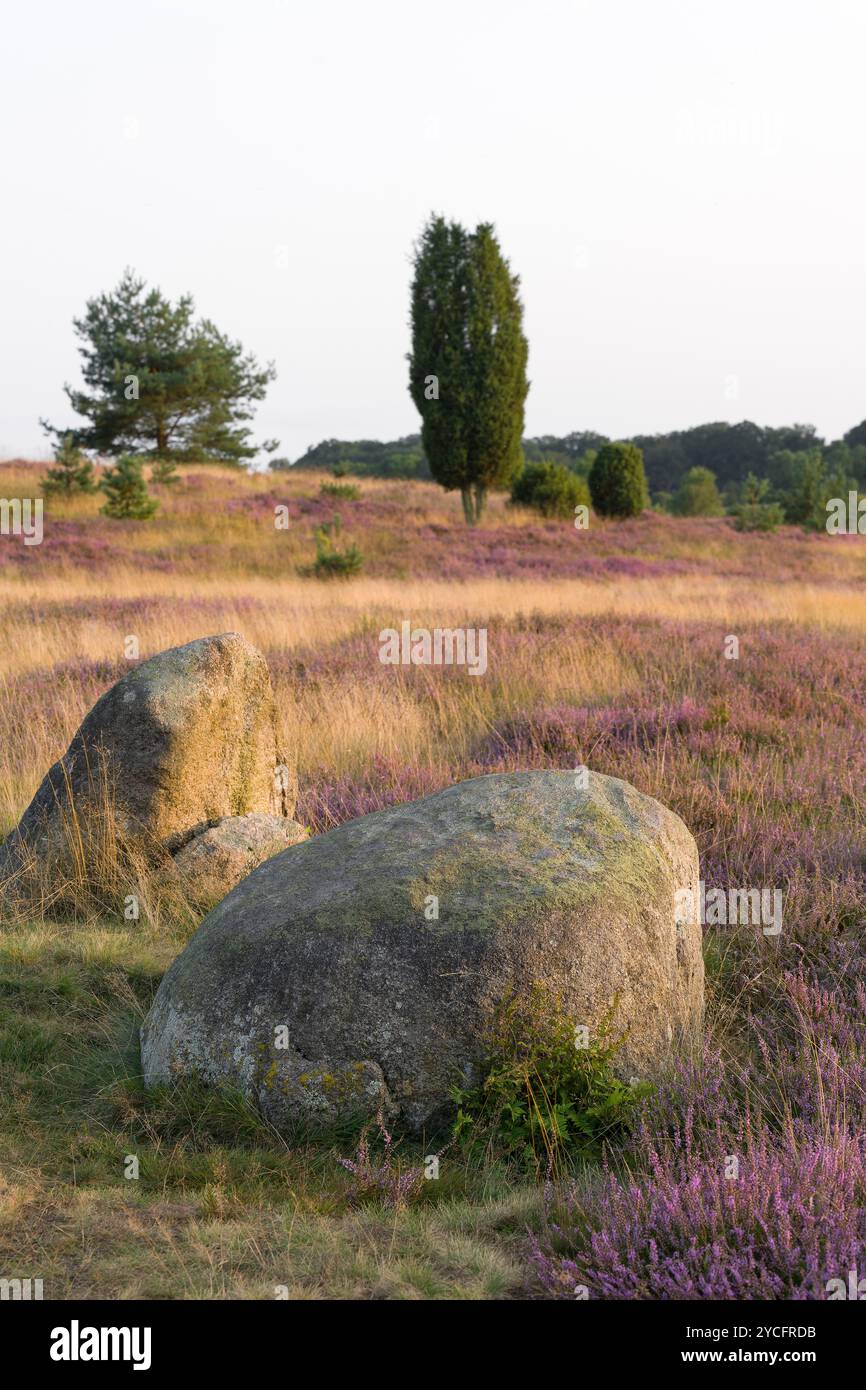 Evening mood in the heath near Niederhaverbeck, two erratic blocks ...