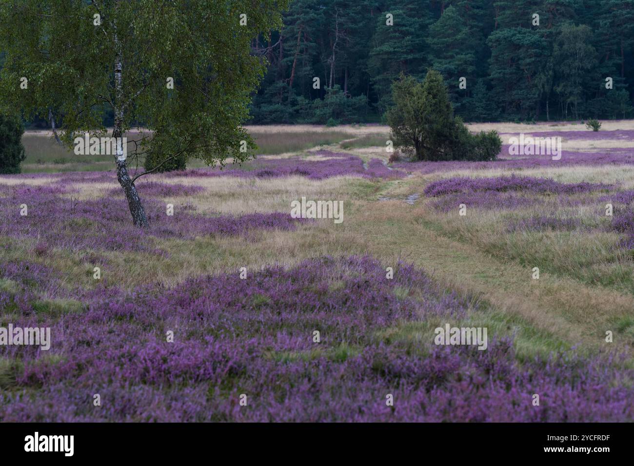 Heather blossom in the oberoher heide hi-res stock photography and ...