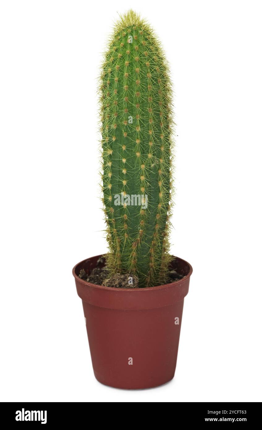Long cactus in a brown pot is isolated on a white background Stock Photo - Alamy