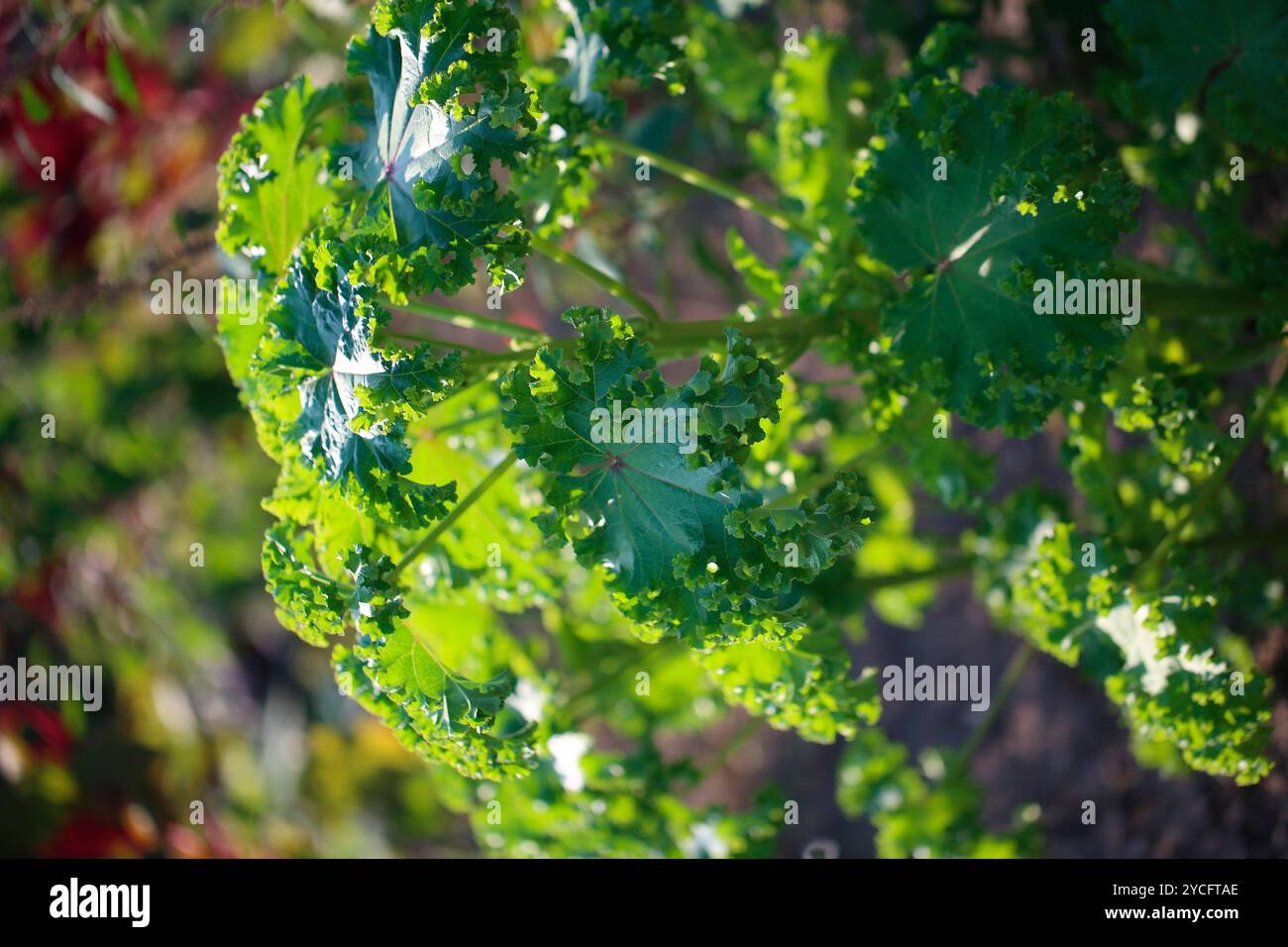 Malva verticillata var crispa hi-res stock photography and images - Alamy
