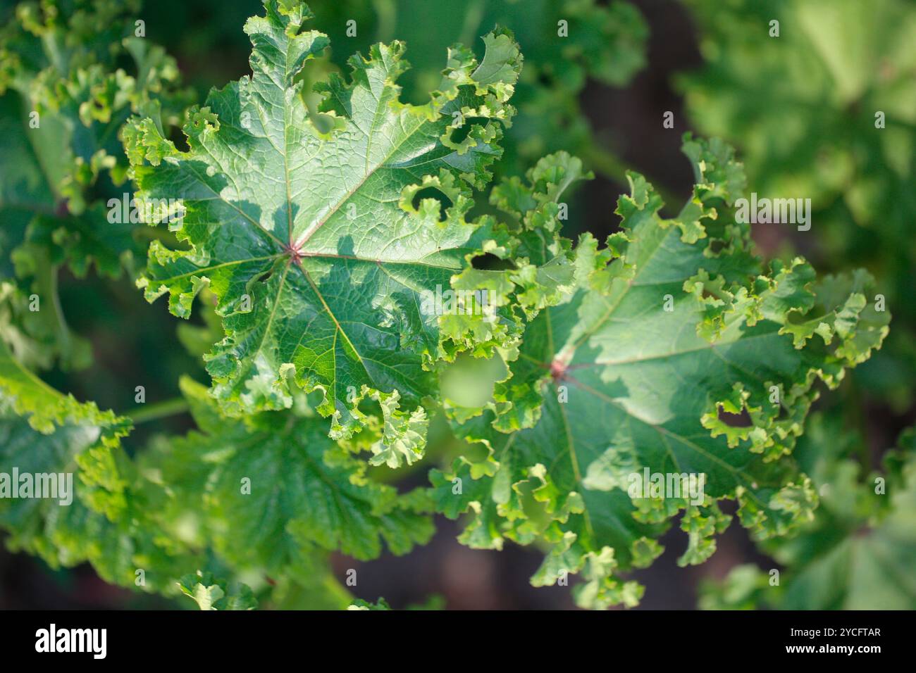 Whorled mallow (Malva verticillata), vegetable mallow, Chinese ...