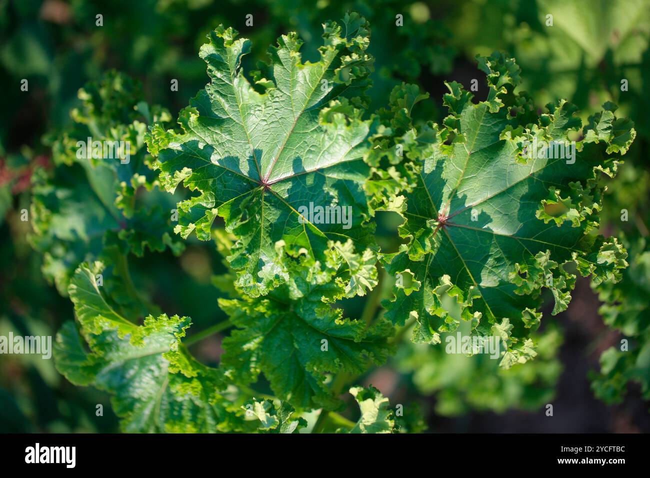 Whorled mallow (Malva verticillata), vegetable mallow, Chinese ...