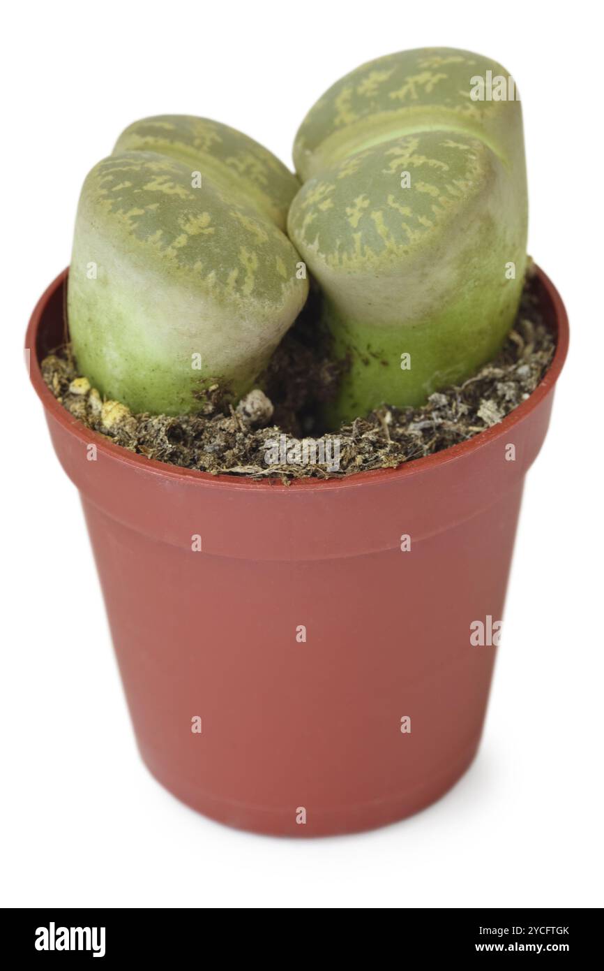 Two cactus without the needles in a pot isolated on white background ...