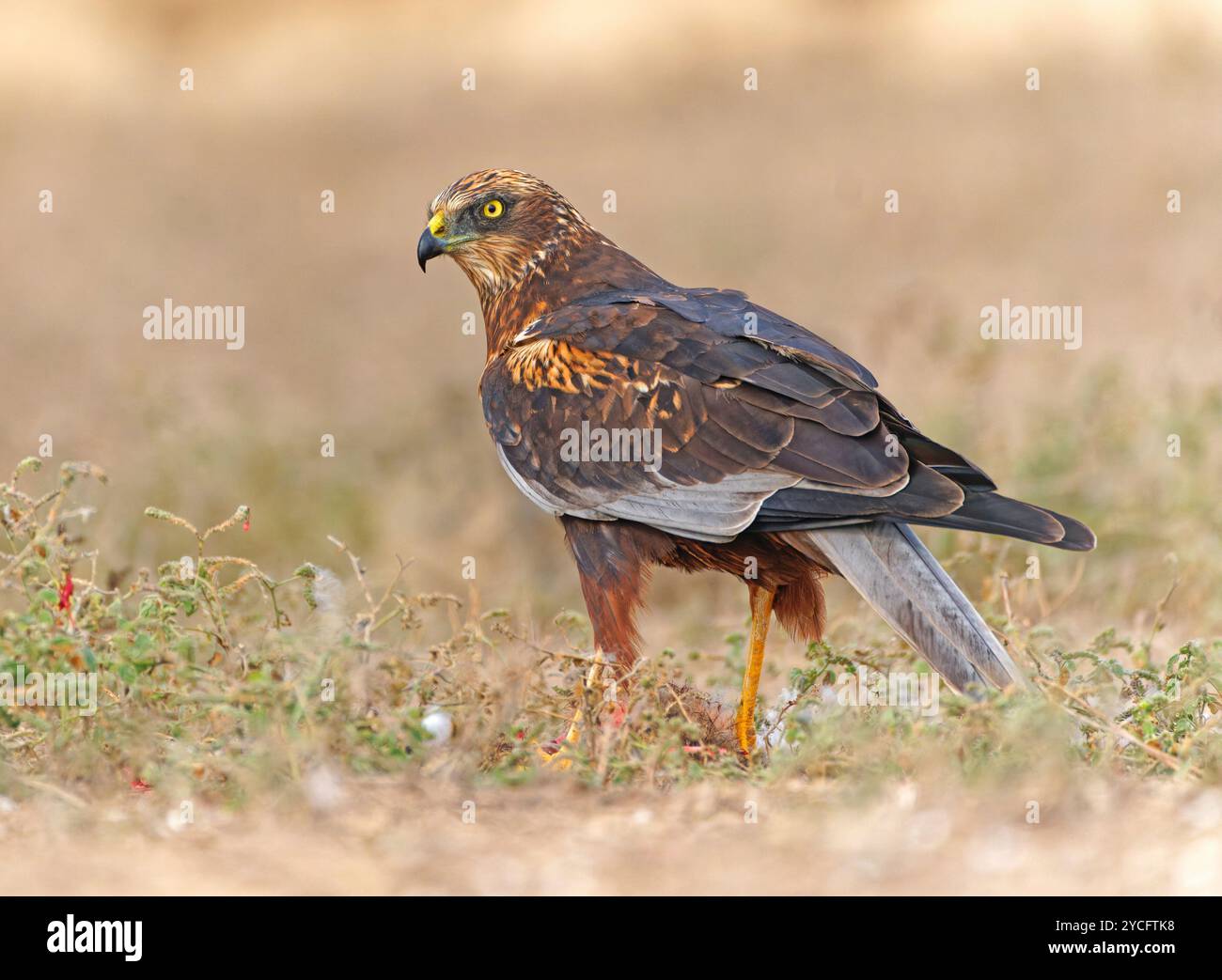 Male marsh harrier (Circus aeruginosus) on his prey, Catalonia, Spain ...