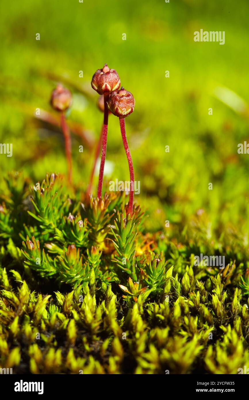 Fruits of northern miniature moss Stock Photo - Alamy