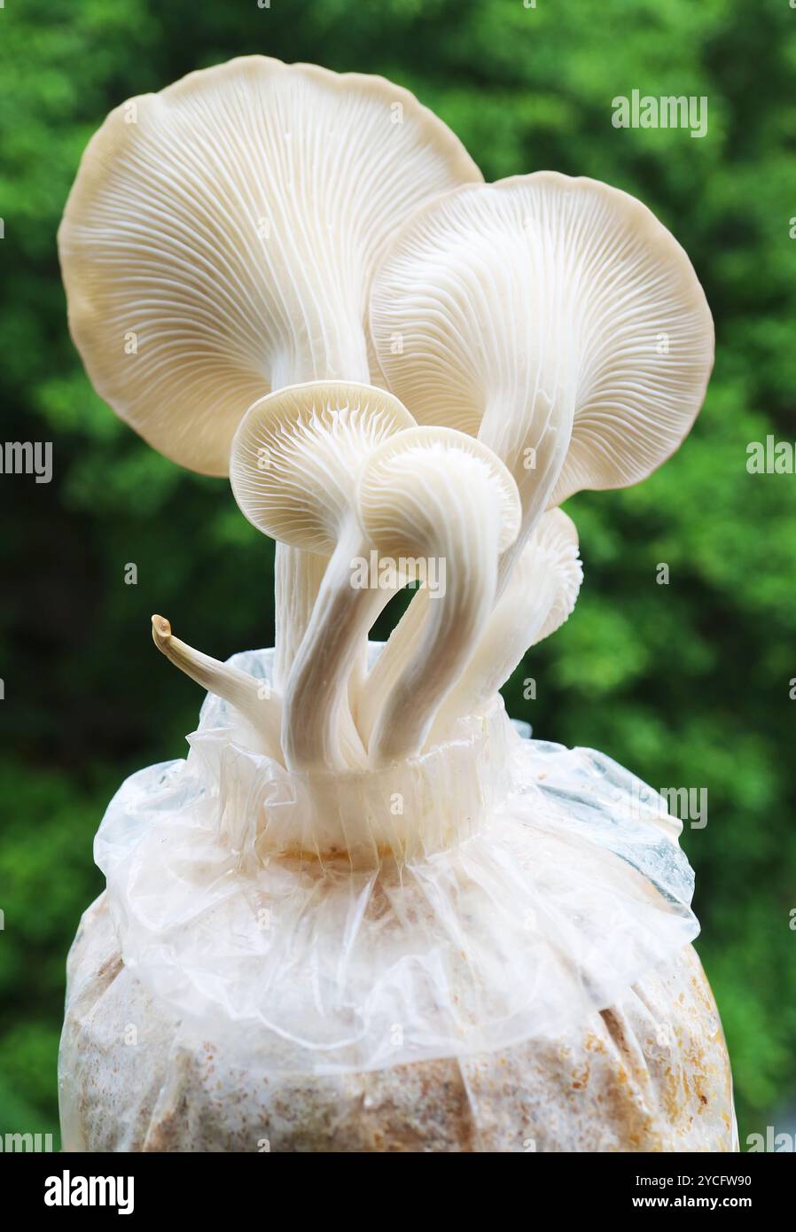Back Parts of Growth Indian Oyster Mushrooms or Pleurotus Pulmonarius ...