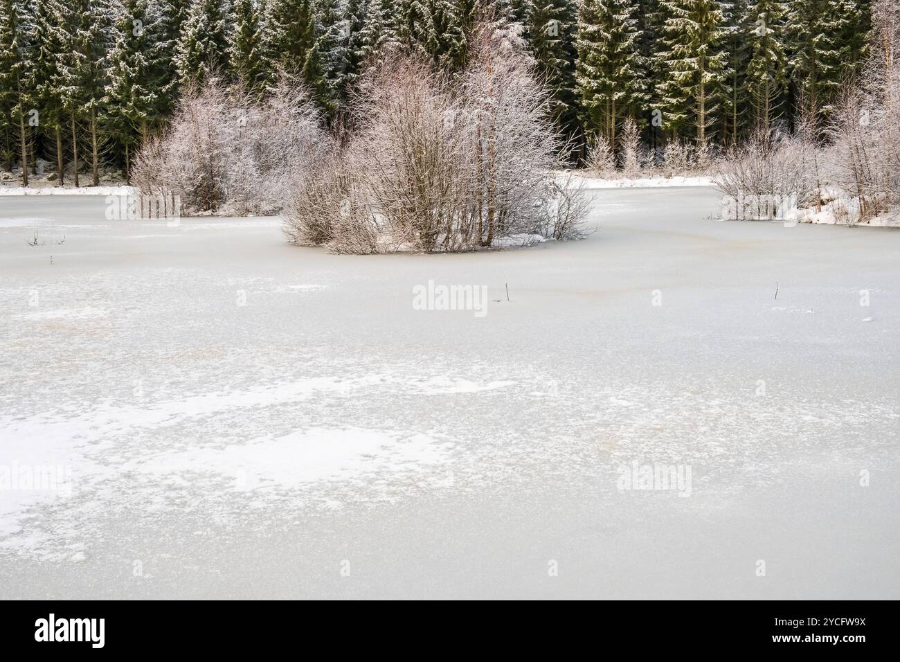 Ice with frost on a lake by a coniferous forest Stock Photo - Alamy