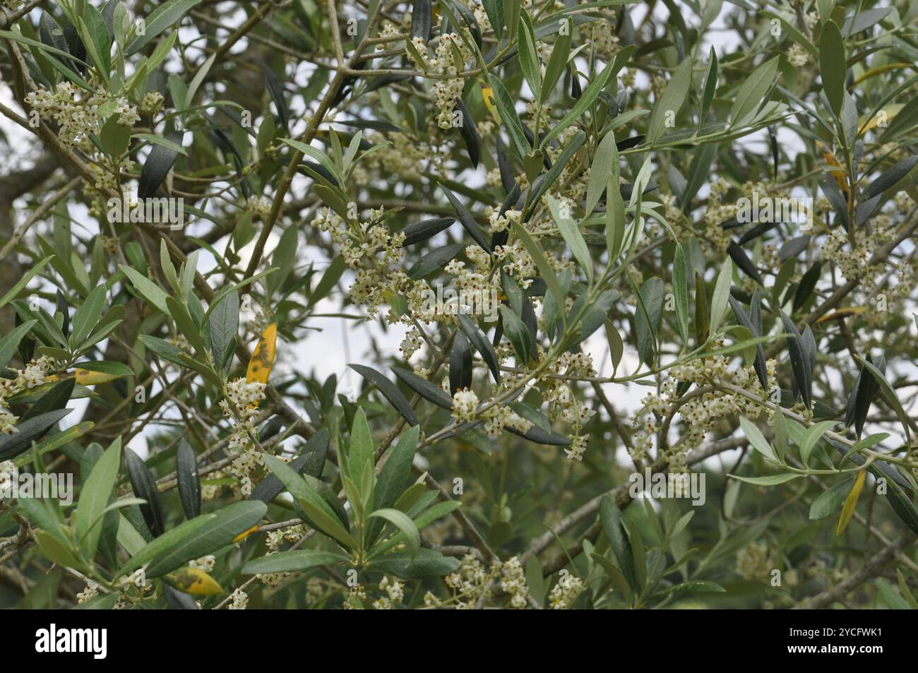 Olive tree in bloom hi-res stock photography and images - Alamy