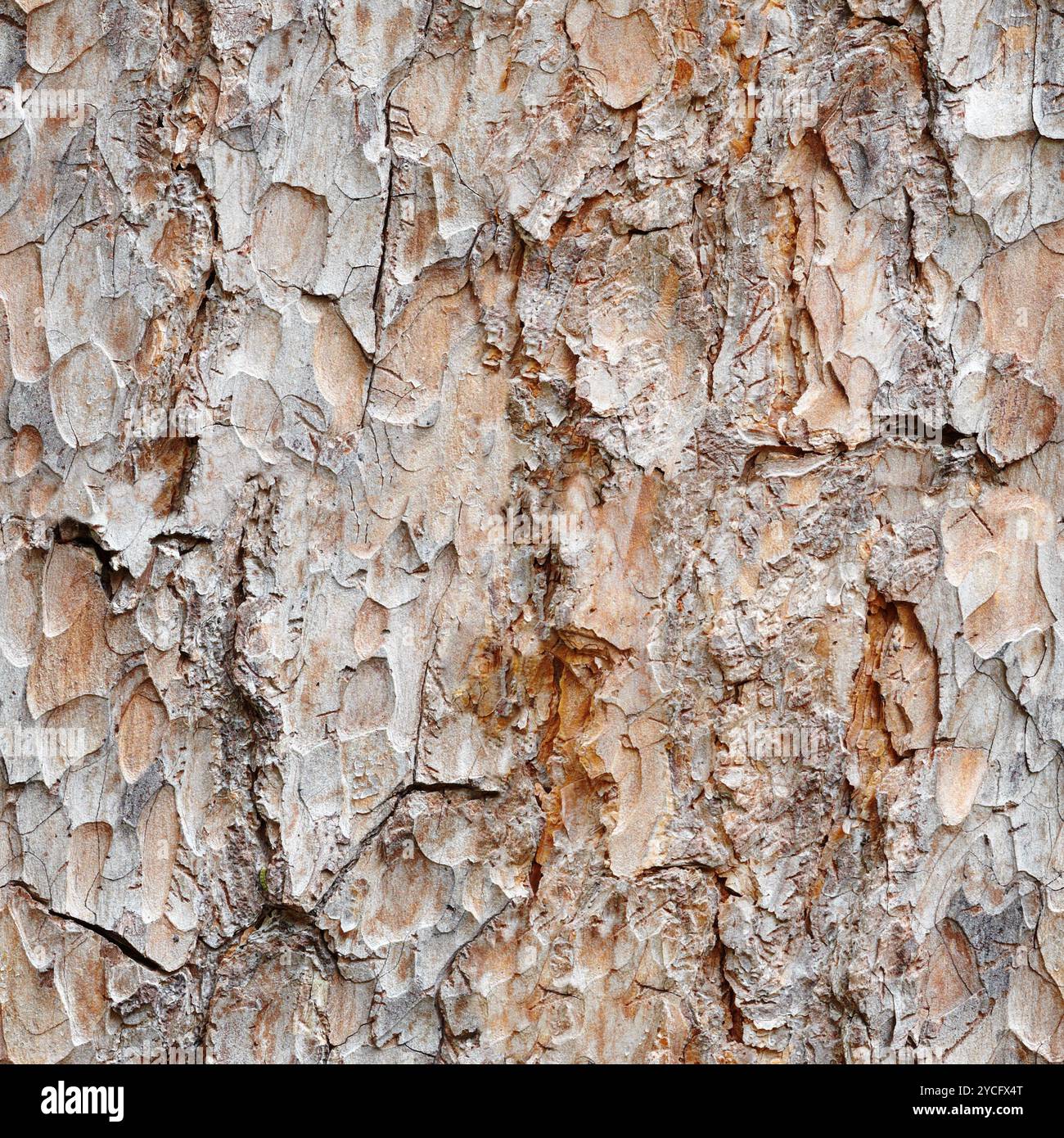 Bark texture seamless hi-res stock photography and images - Alamy