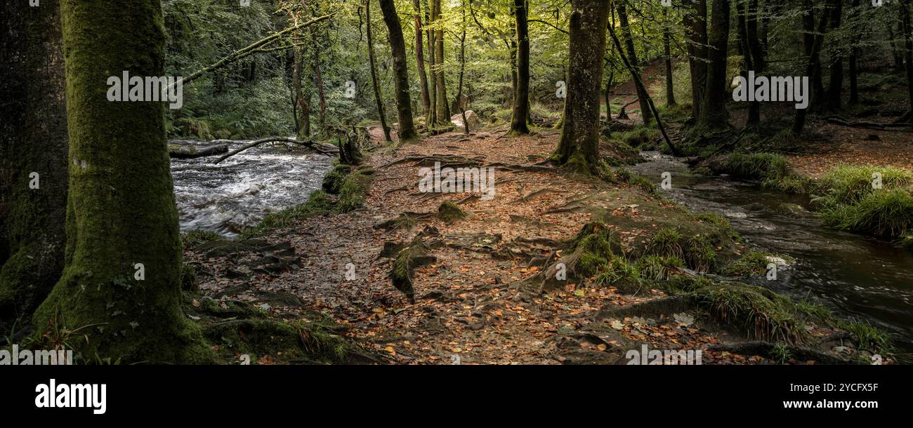 A panoramic image of the ancient woodland of Draynes Wood on Bodmin ...