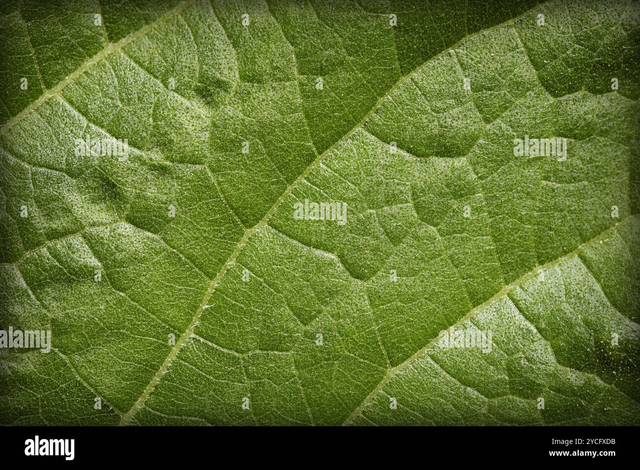 Blade leaf blade hi-res stock photography and images - Alamy
