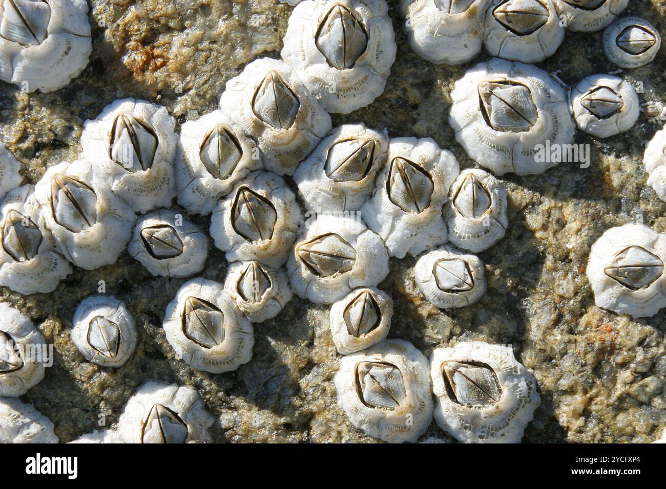 Balanomorpha hi-res stock photography and images - Alamy