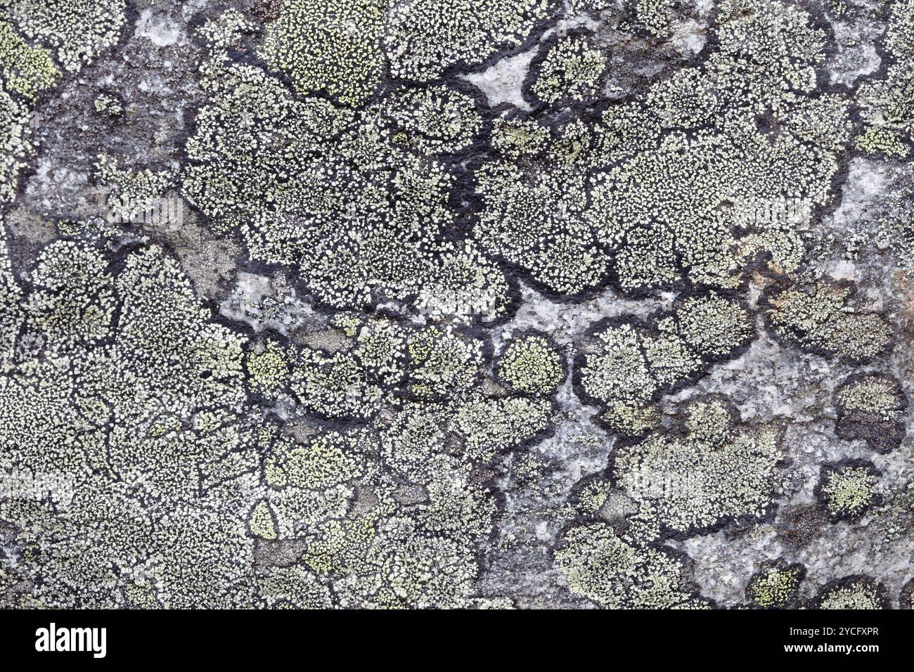 Background - surface of rock with northern lichen Stock Photo - Alamy
