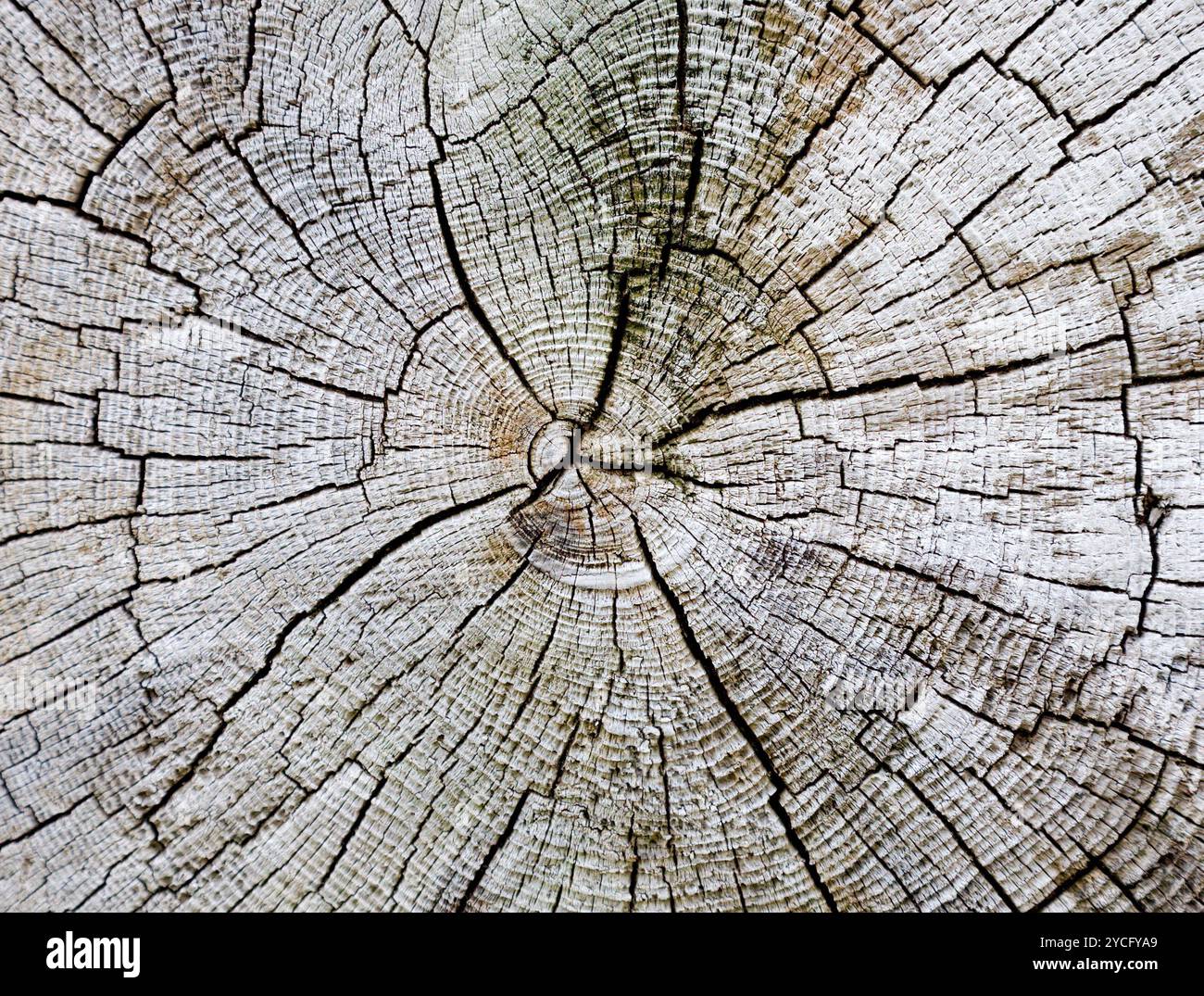 Cut into life hi-res stock photography and images - Alamy