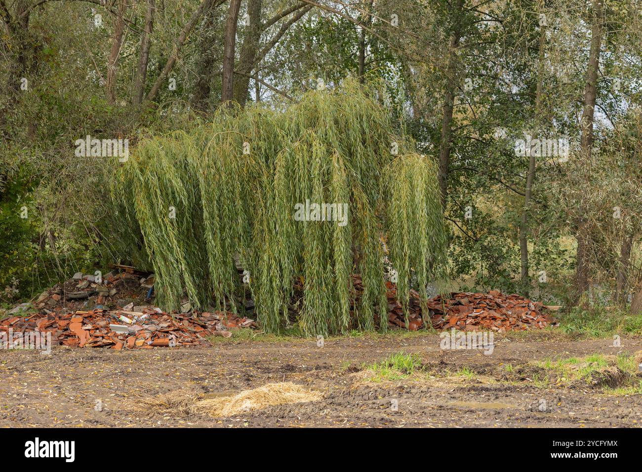 Willow tree in forest with pile of broken bricks on ground on cloudy ...