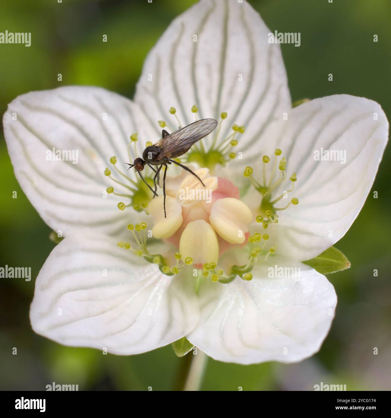 The fly on a flower Stock Photo - Alamy