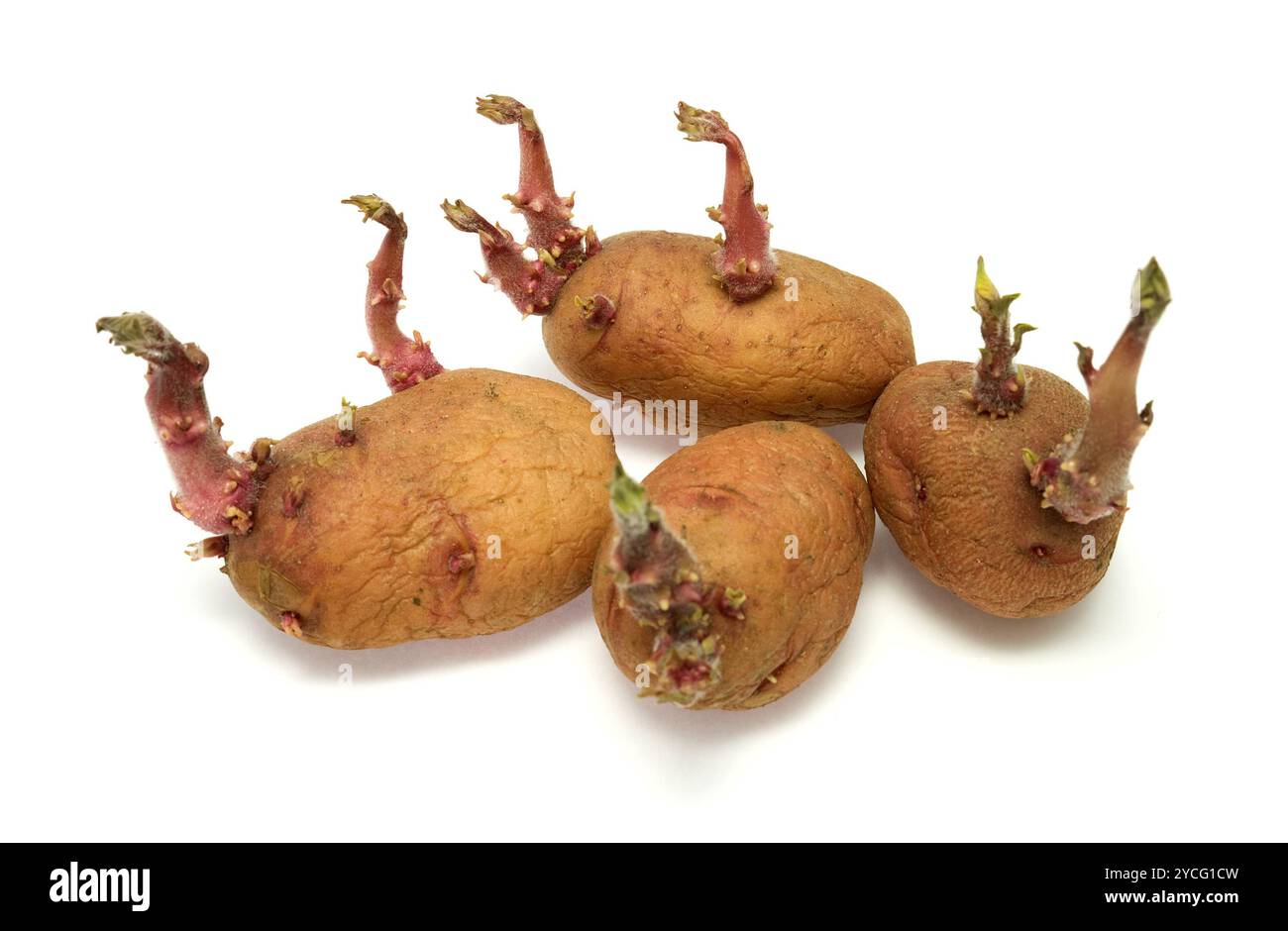 Four potato hi-res stock photography and images - Alamy