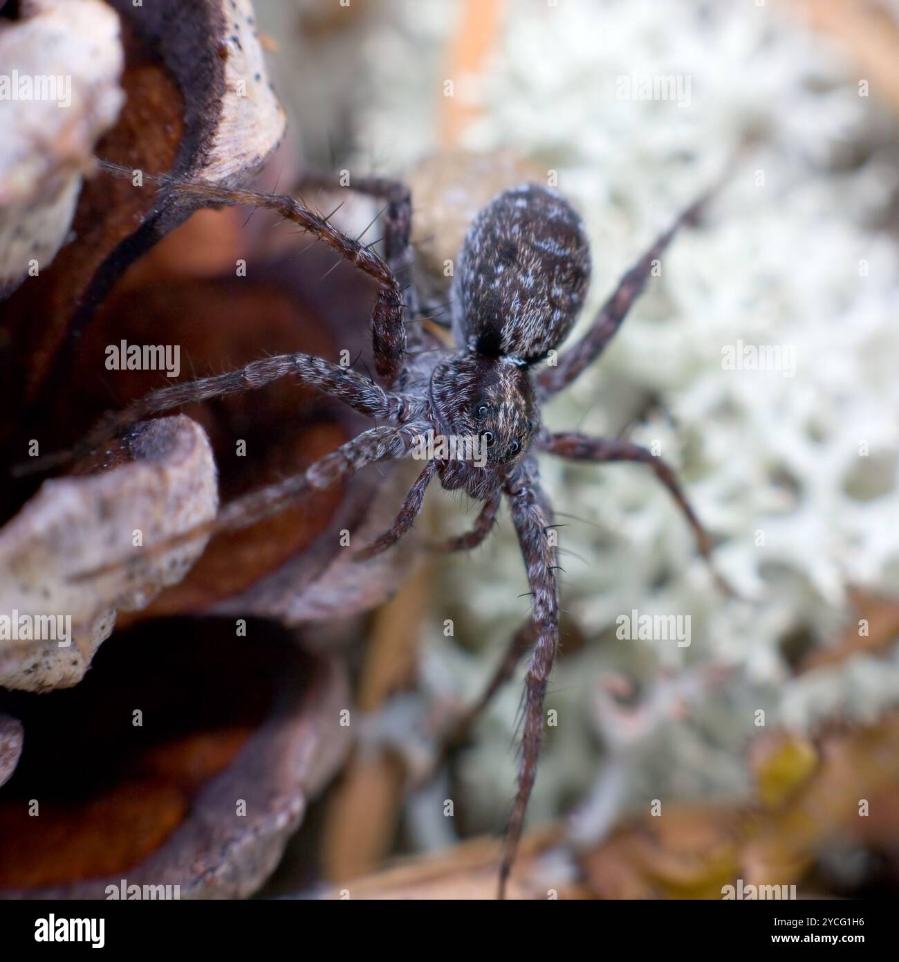 Large spider brown color hi-res stock photography and images - Alamy