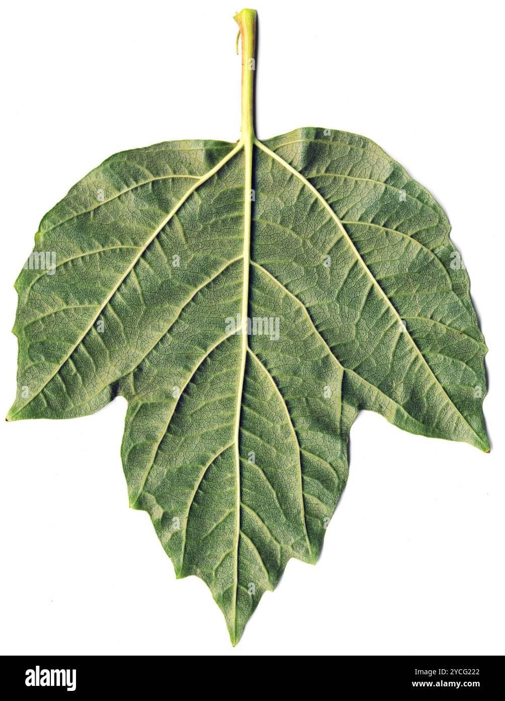 Leaf of arrowwood Stock Photo - Alamy