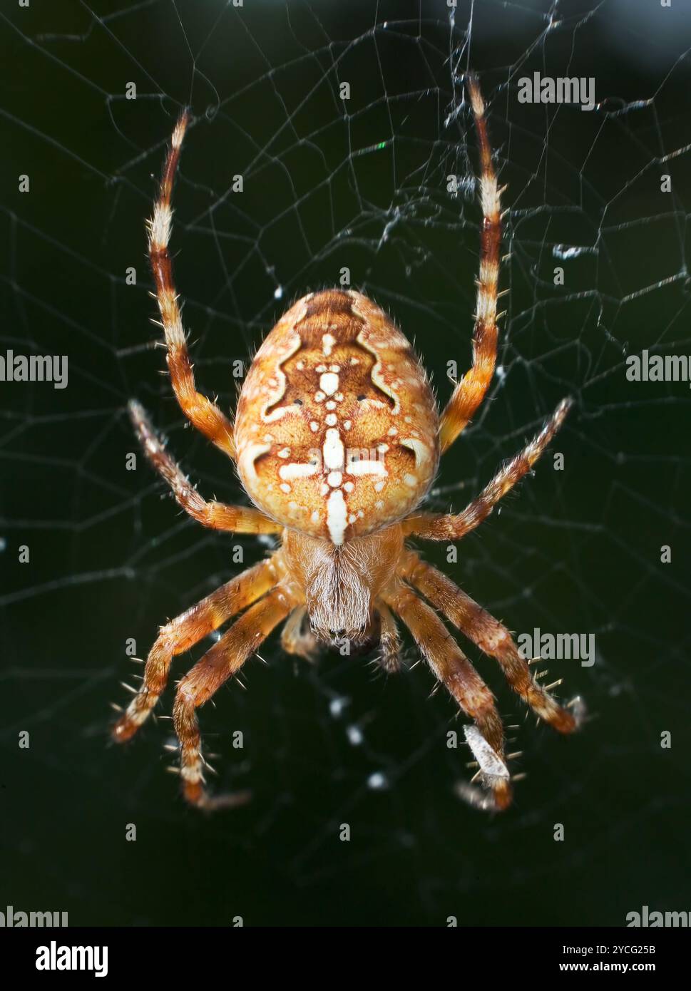 Dangling spider hi-res stock photography and images - Alamy