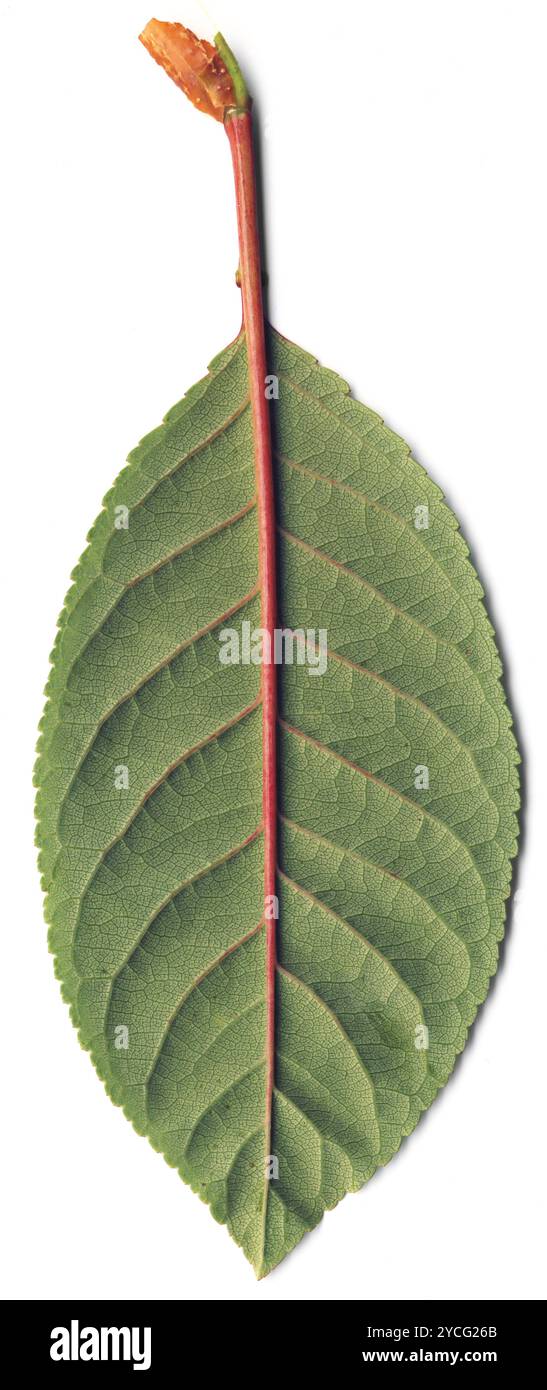 Cherry texture Cut Out Stock Images & Pictures - Alamy