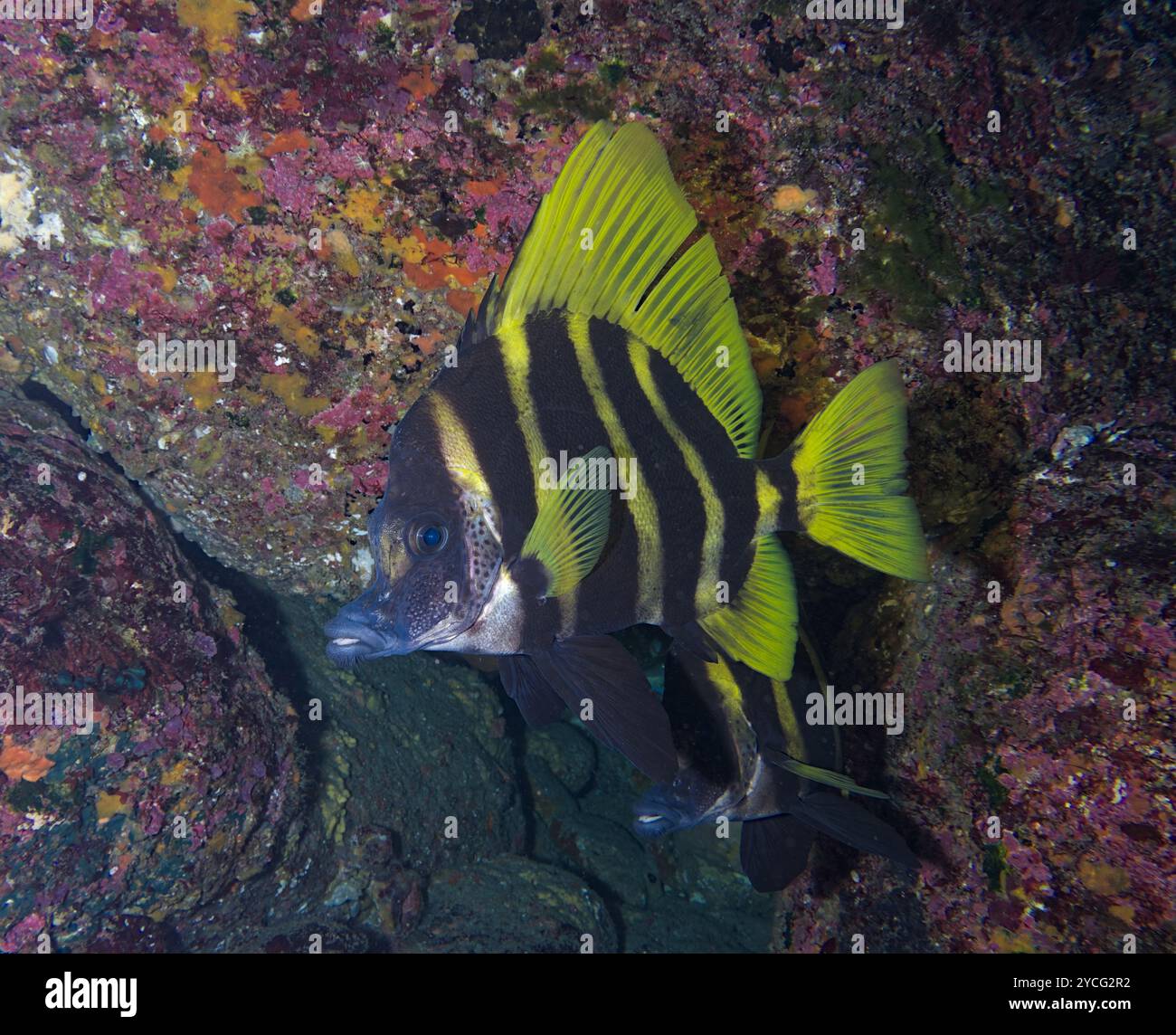 Close up of Evistias acutirostris (aka sharpnose weed whiting or ...