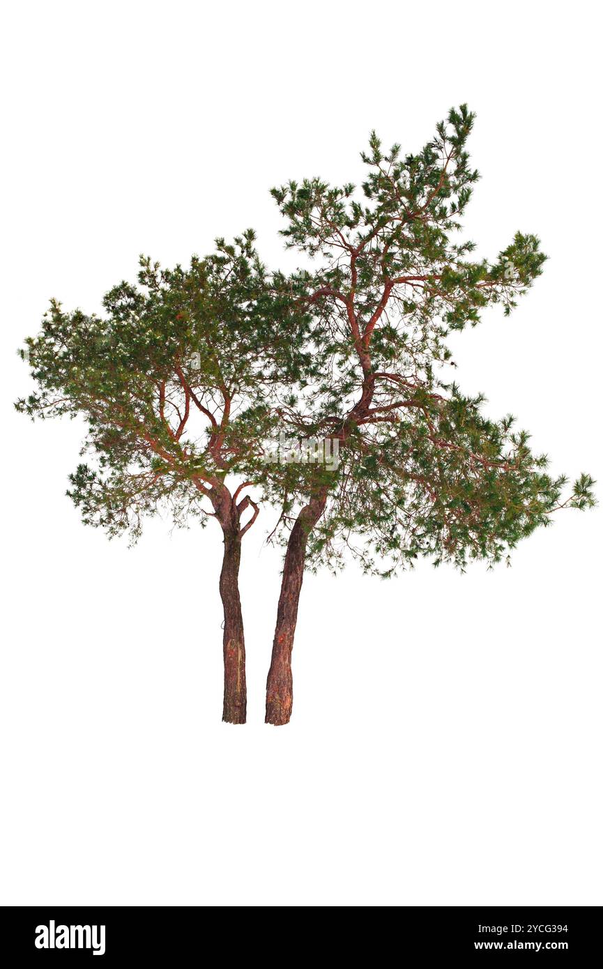 Old fir tree Cut Out Stock Images & Pictures - Alamy