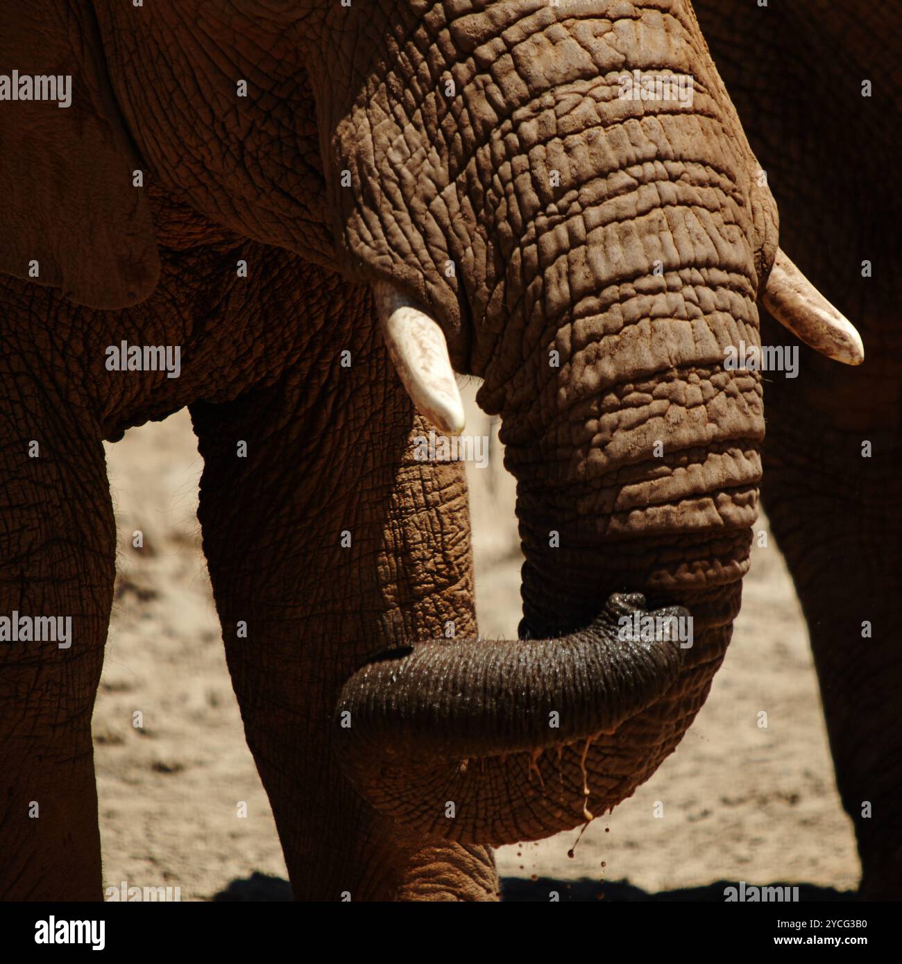 Drink water, elephant and animal with trunk for wildlife, conservation ...
