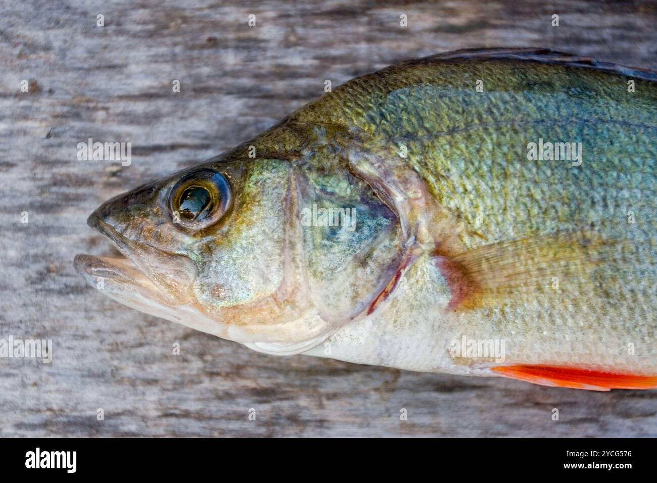 Trout eat river hi-res stock photography and images - Alamy
