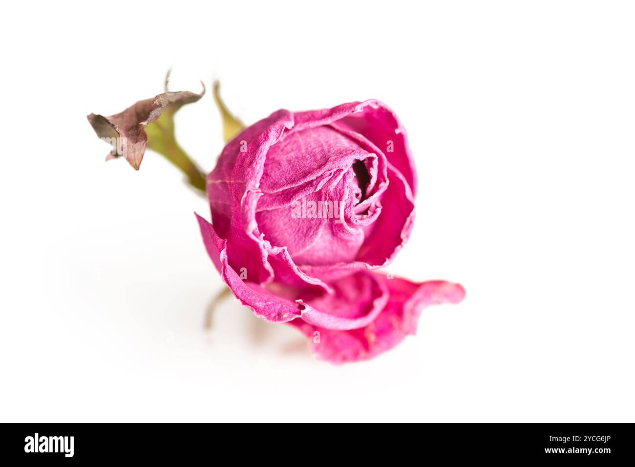 Dried rose single dead Cut Out Stock Images & Pictures - Alamy