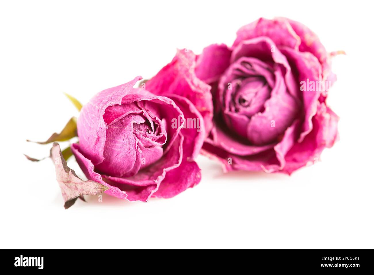Two beautiful red roses isolated hi-res stock photography and images ...