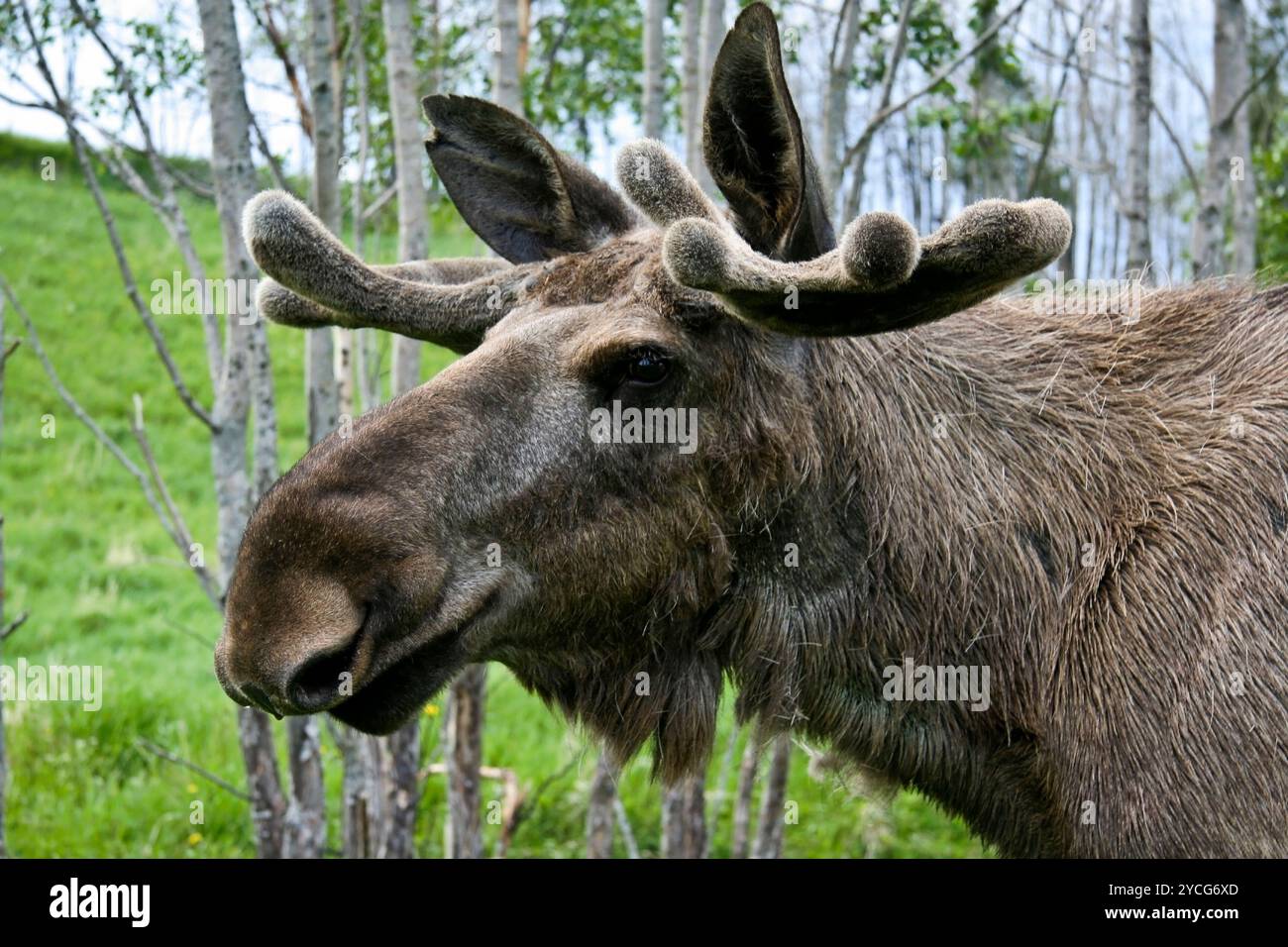 Hoof and moose hi-res stock photography and images - Alamy
