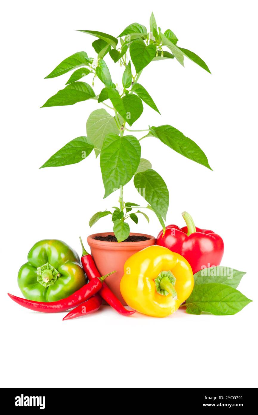 Chilli pepper flower hi-res stock photography and images - Alamy