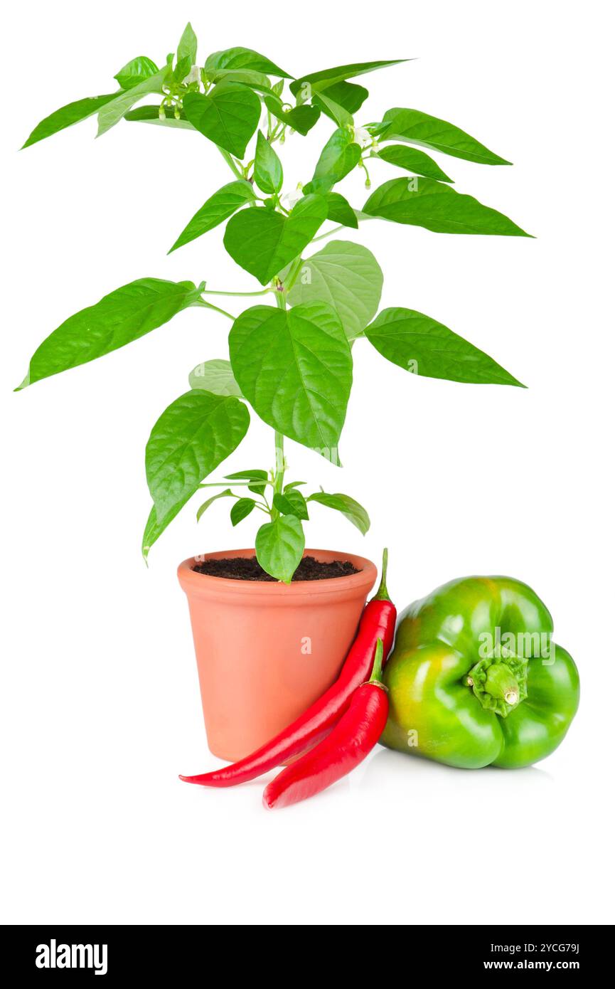 Chilli pepper flower Cut Out Stock Images & Pictures - Alamy