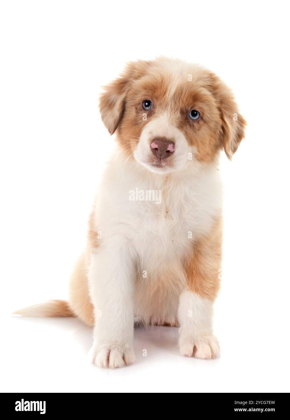 australian shepherd in front of white background Stock Photo - Alamy