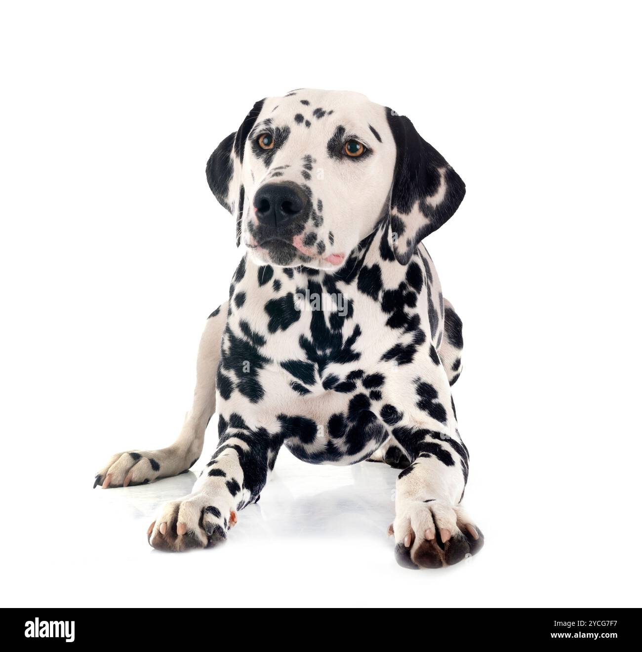puppy dalmatian in front of white background Stock Photo - Alamy