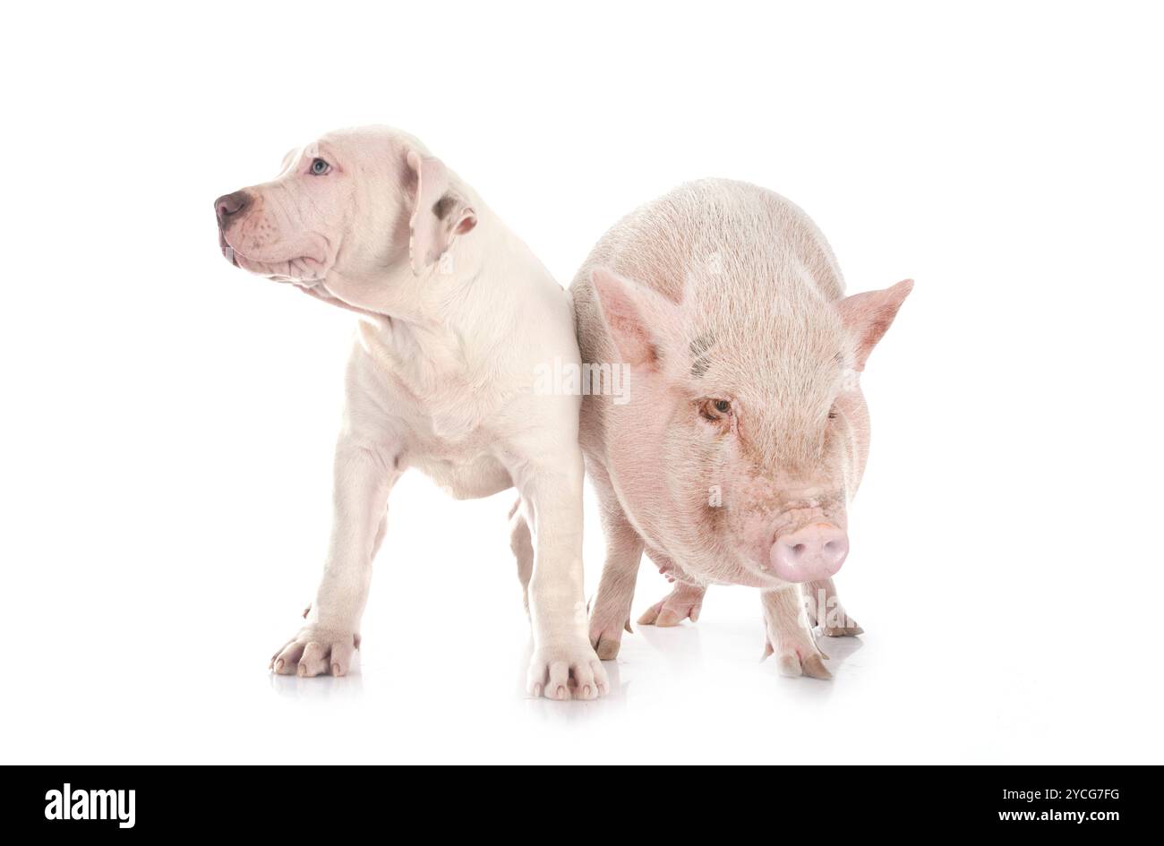 pink miniature pig and dog in front of white background Stock Photo - Alamy