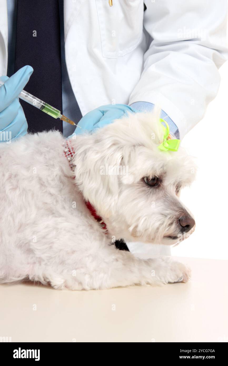 Vet giving dog needle injection Stock Photo - Alamy