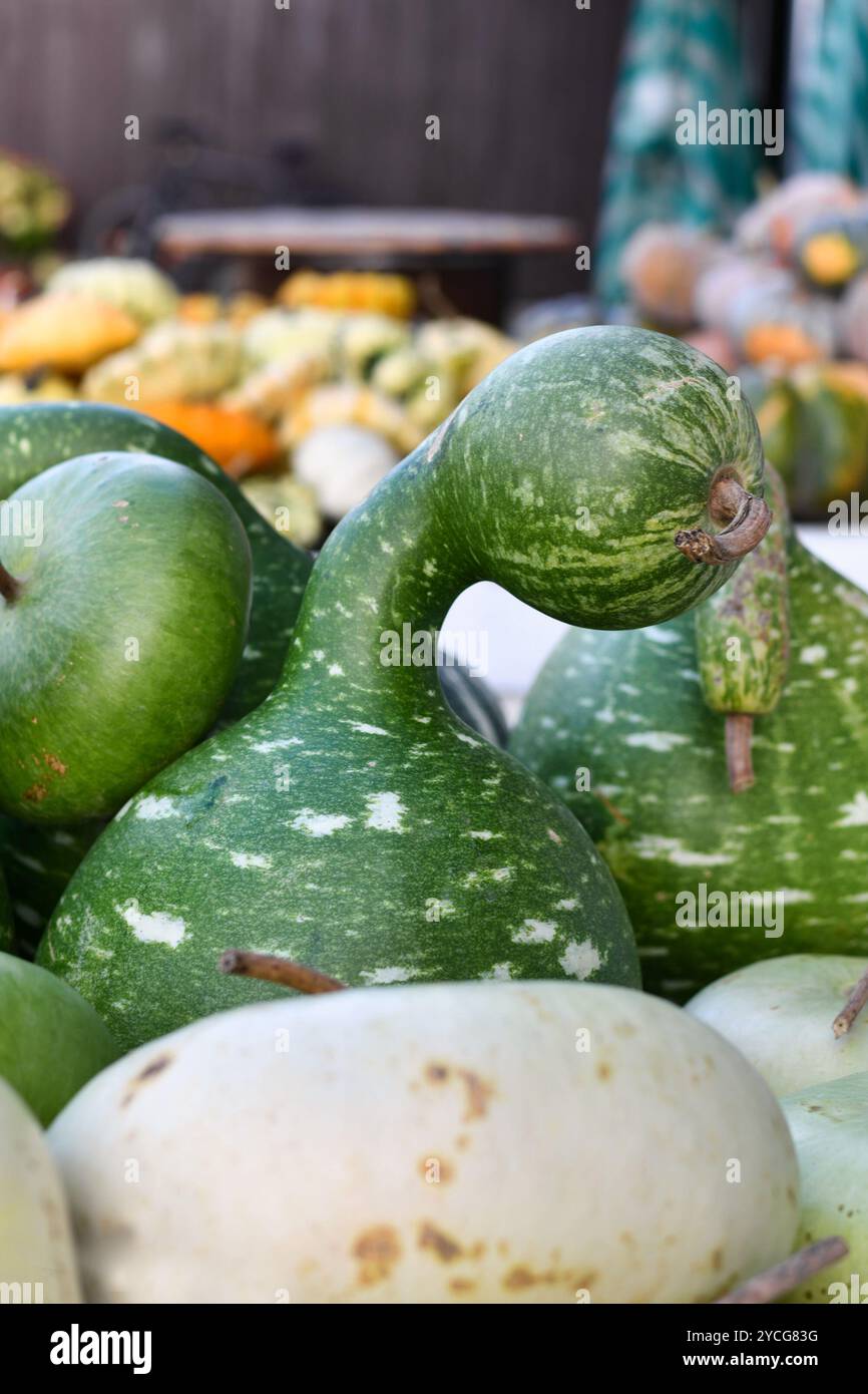 Lagenaria siceraria swan hi-res stock photography and images - Alamy