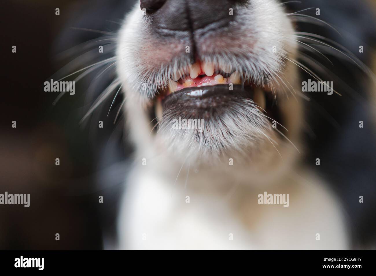 Dangerous angry dog. Aggressive puppy dog border collie baring teeth ...