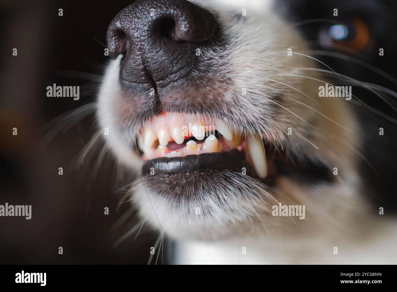 Dangerous angry dog. Aggressive puppy dog border collie baring teeth ...